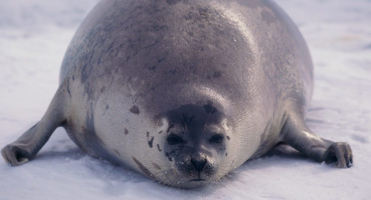 Softly, softly catchee monkey – My Random Ramblings